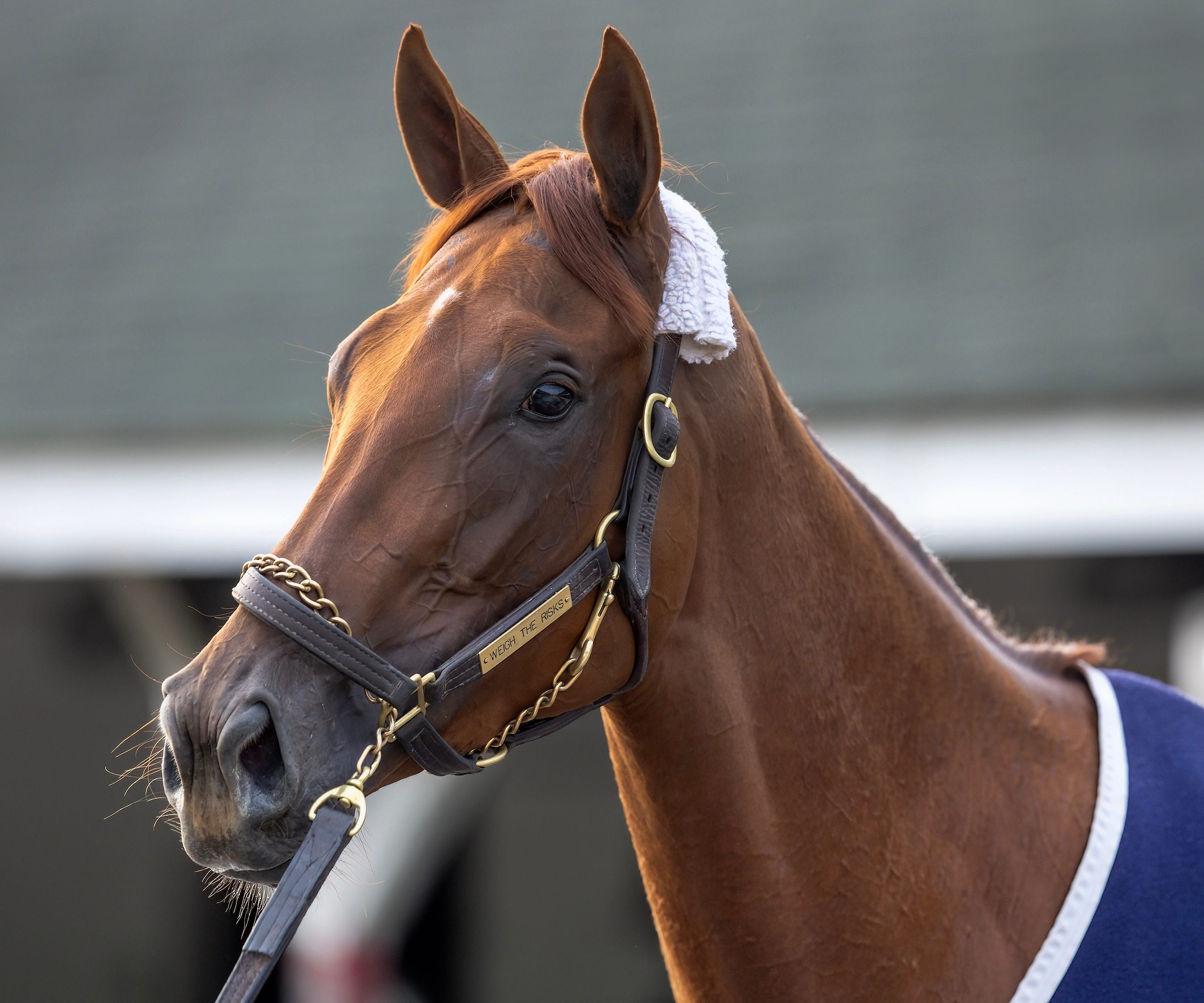 Weigh the Risks might be something special on dirt