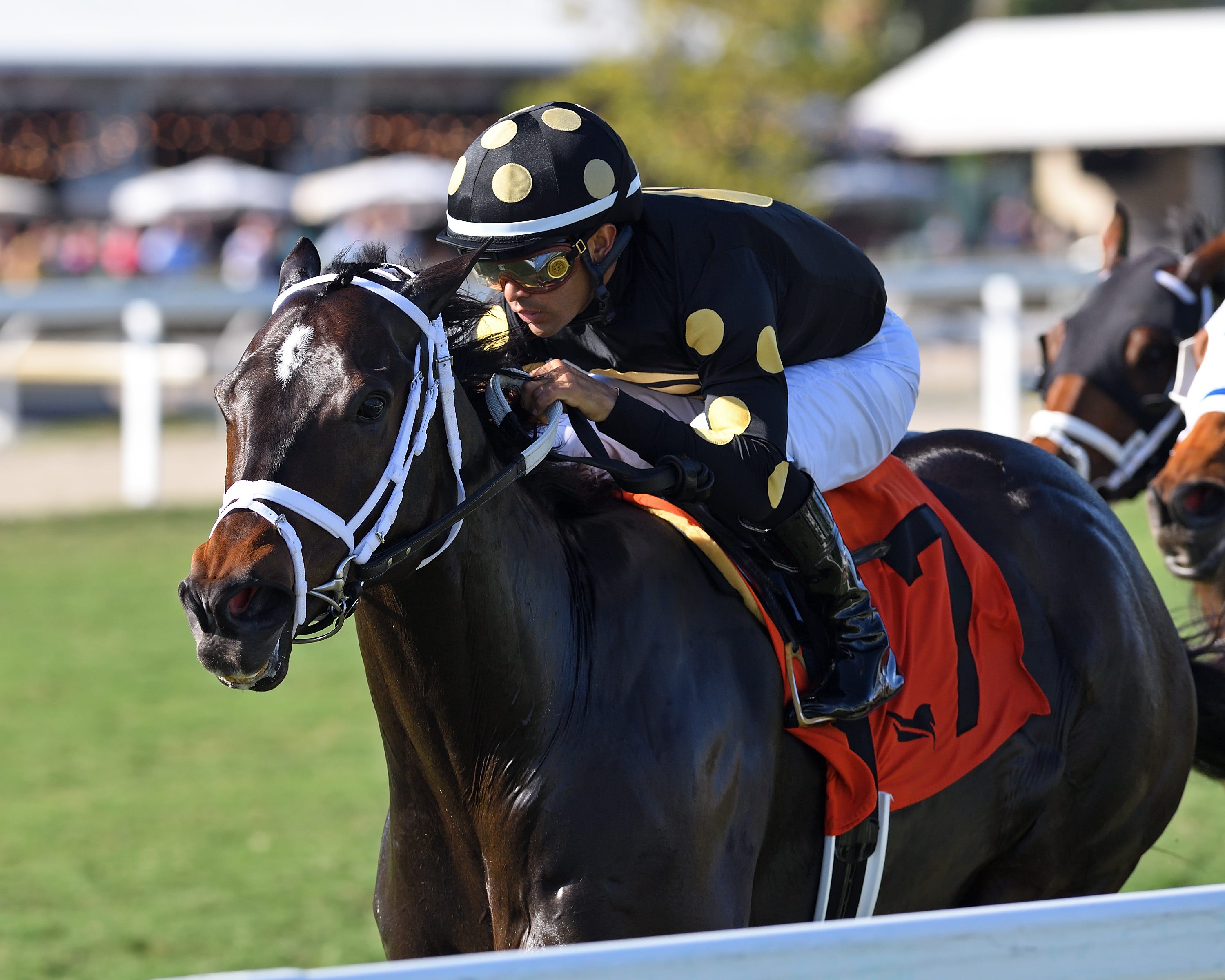 Biz Biz Buzz looks to duplicate strong last-out effort