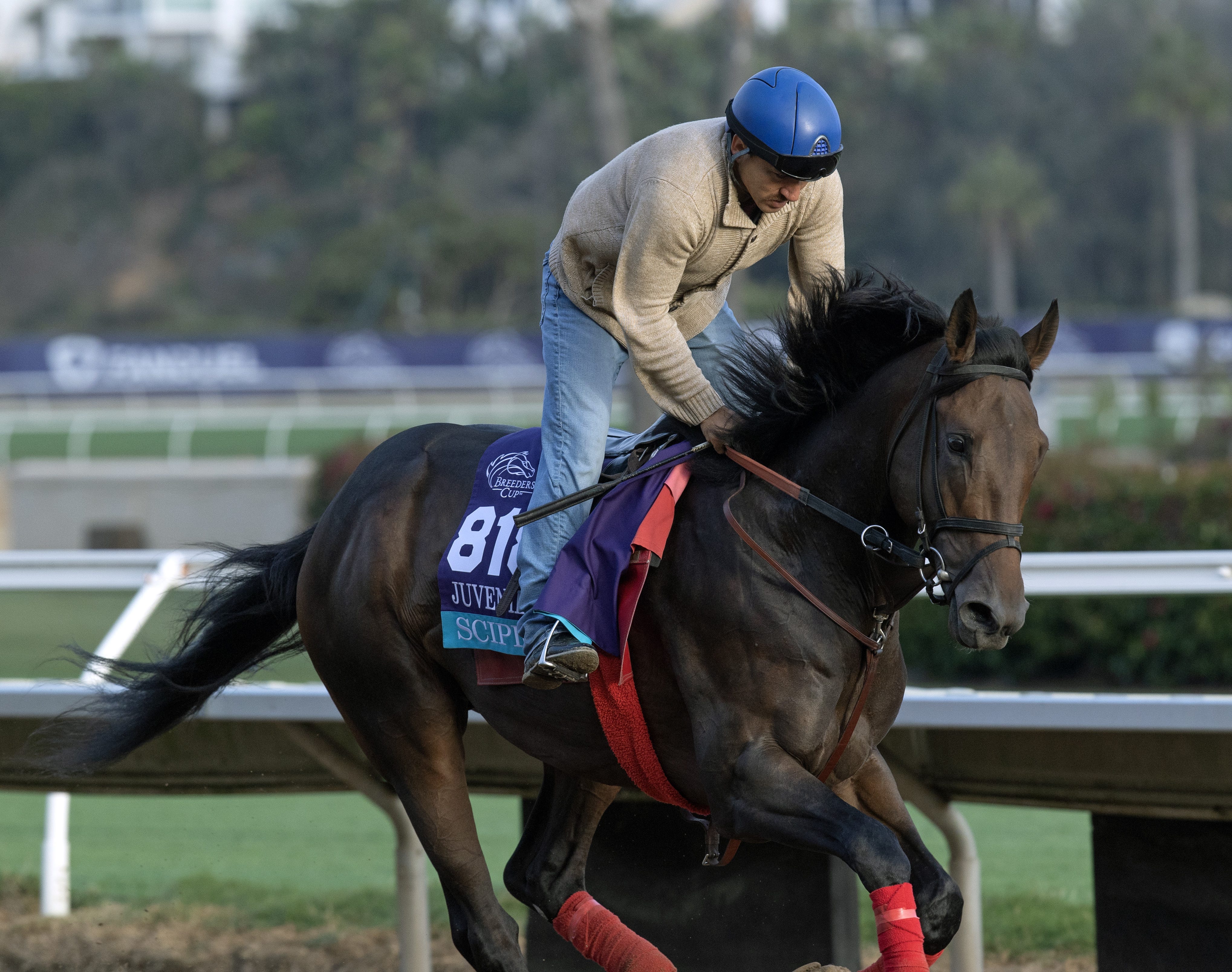 Scipio, Freedom's Not Free to battle in the Baffle