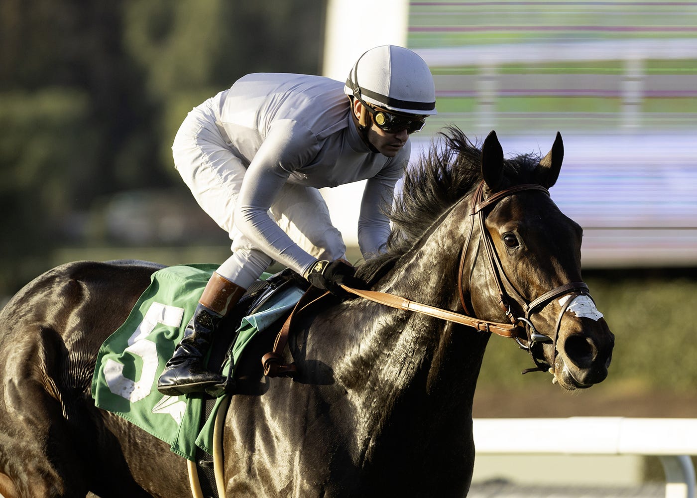 Scipio may venture outside California for spring stakes