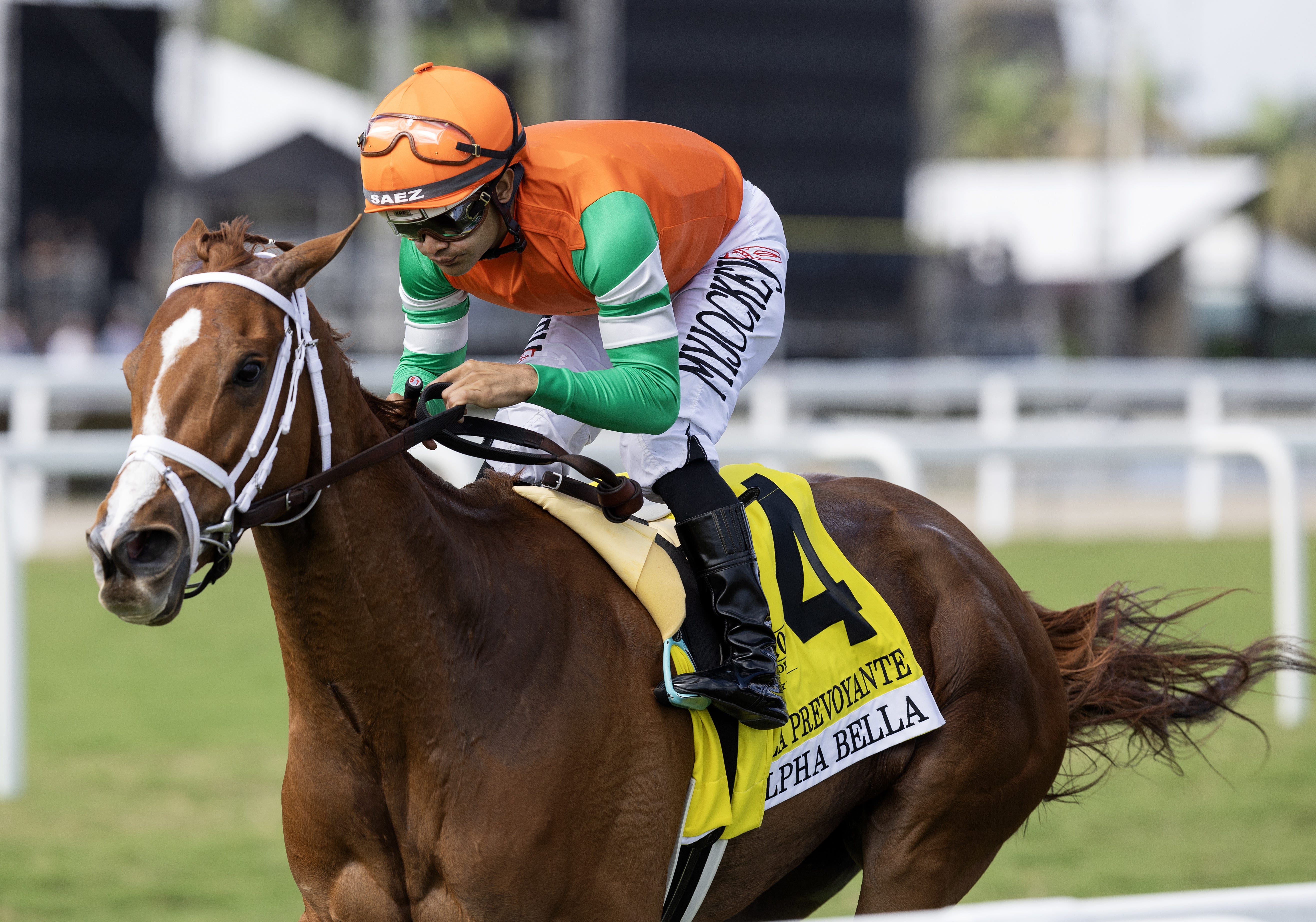 Sadler seeks first stakes win of meet with Alpha Bella