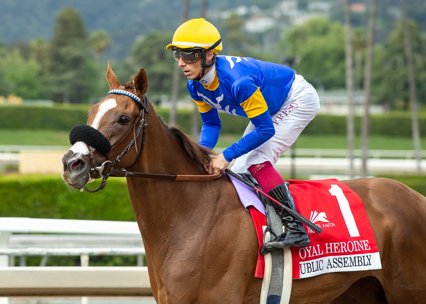 Gamely distance should be perfect for Public Assembly, D'Amato says