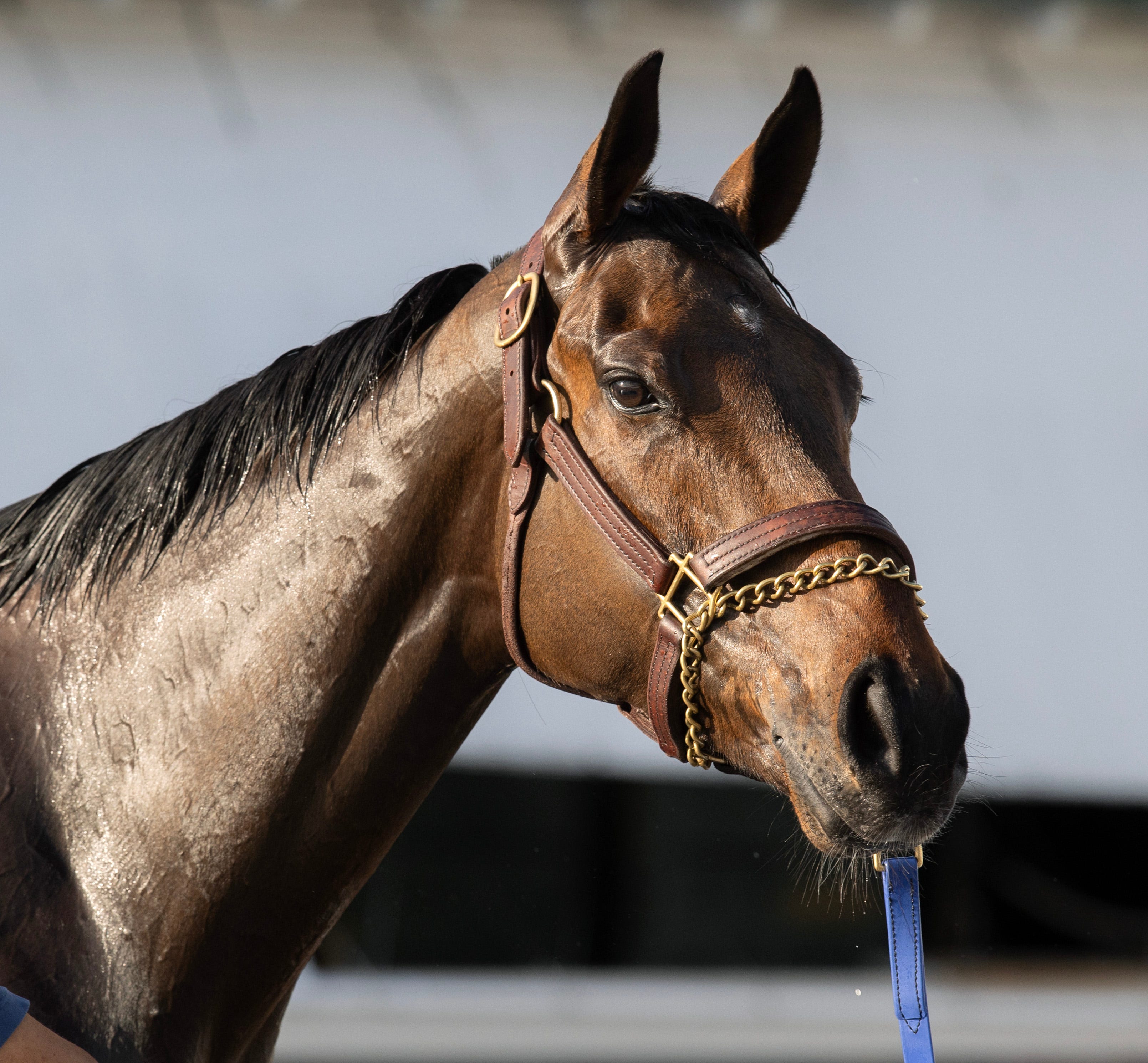 Thorpedo Anna will be highweight in Apple Blossom Handicap