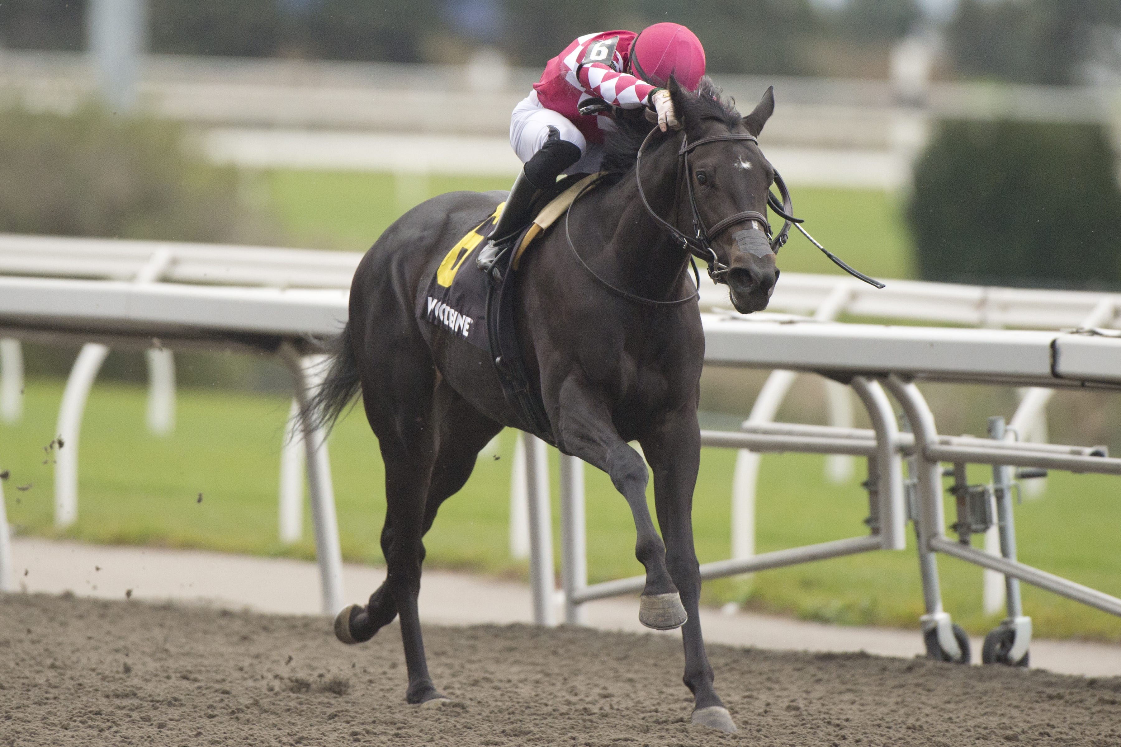 Casse sends out a pair to kick off meet in Star Shoot Stakes