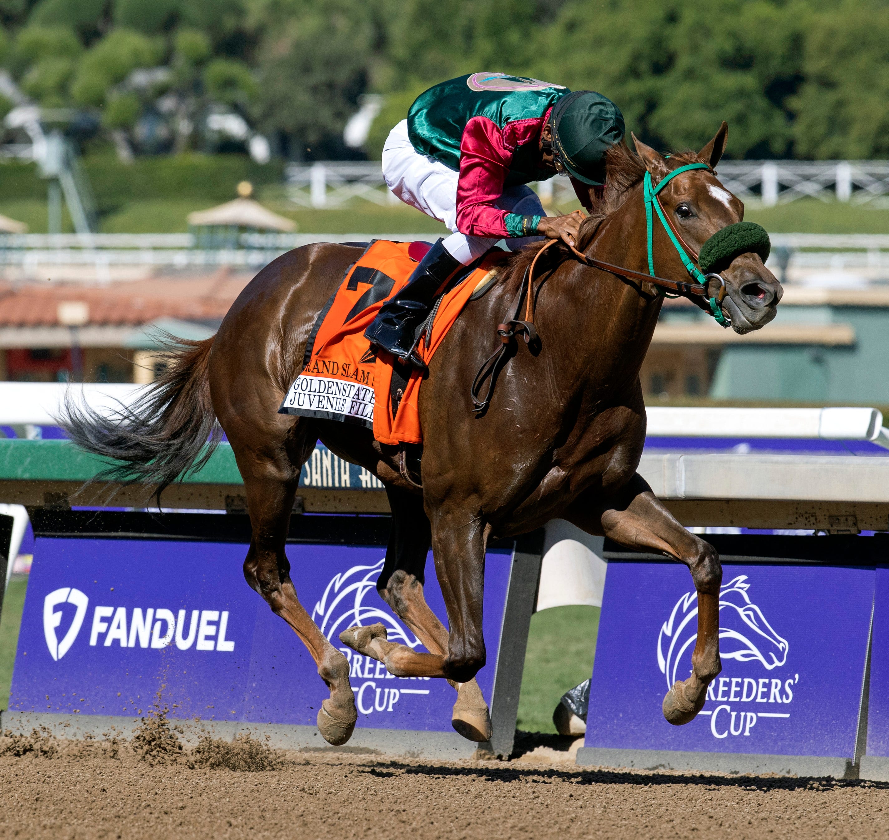 Grand Slam Smile joins Sean McCarthy’s stable, may start soon