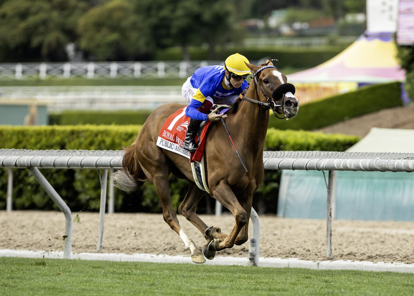 Improving Public Assembly meets toughest test yet in Gamely