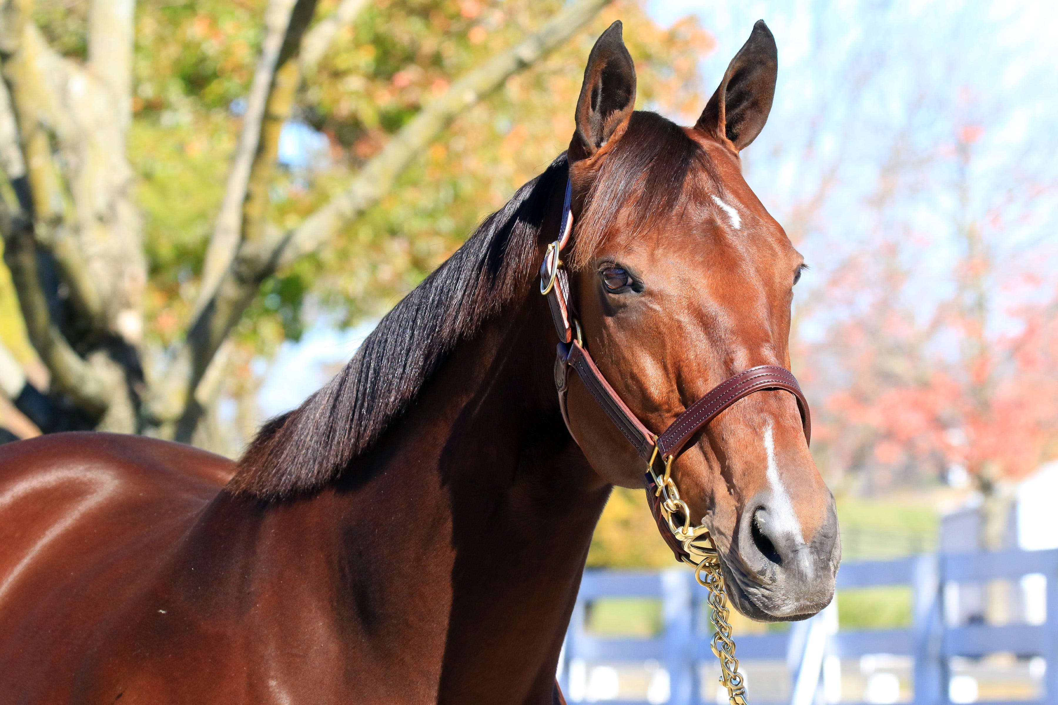 Broodmare of the Year Puca to be offered at F-T Kentucky fall selected ...