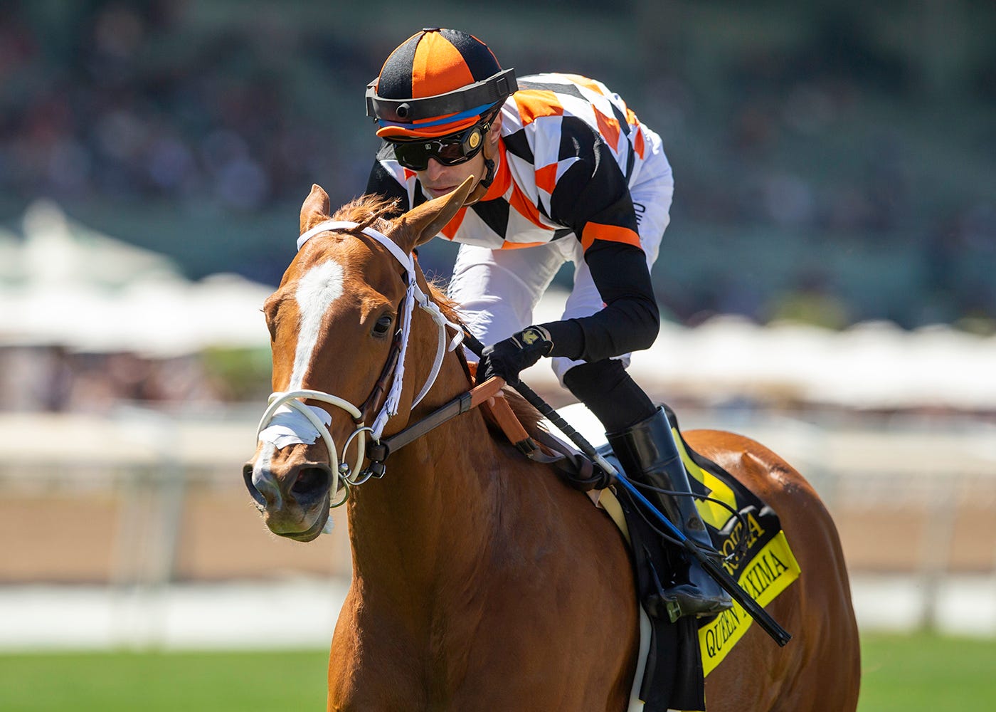 Queen Maxima has BC Turf Sprint as long-range goal