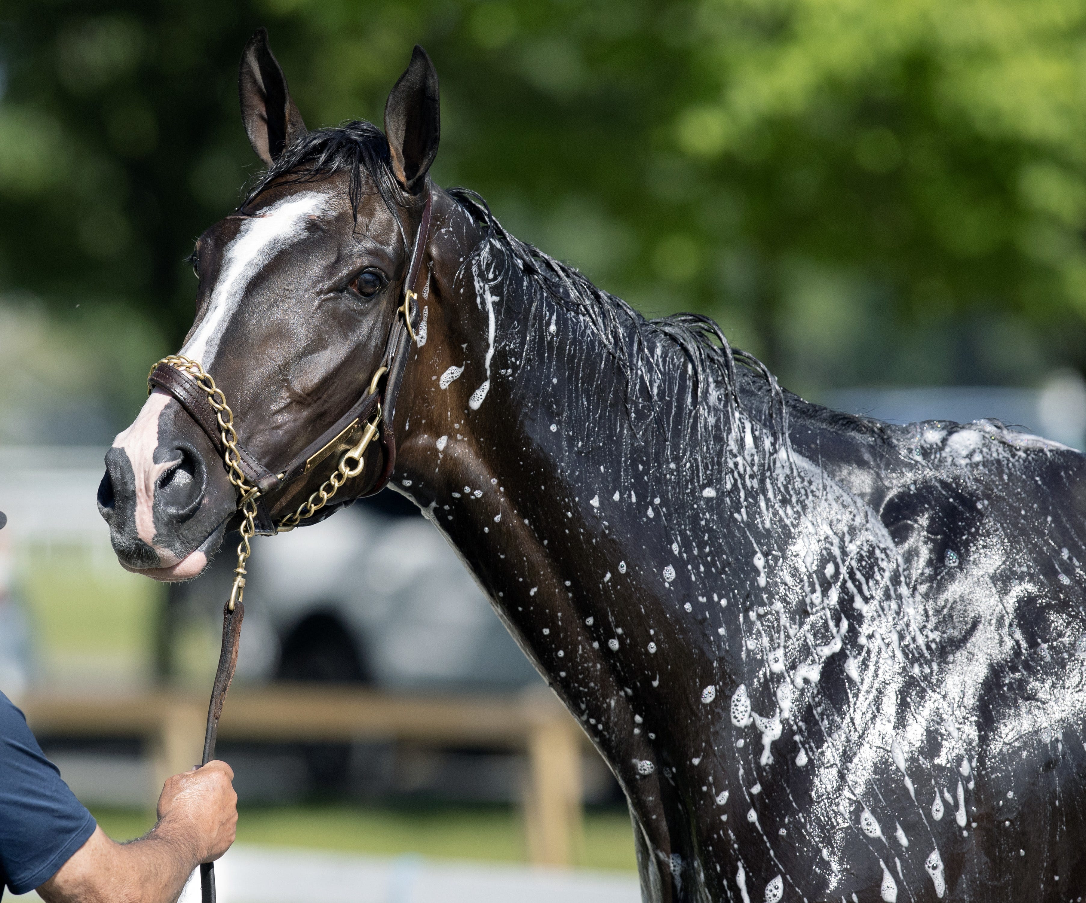 Good Cheer tests perfect 7-for-7 record in Acorn Stakes