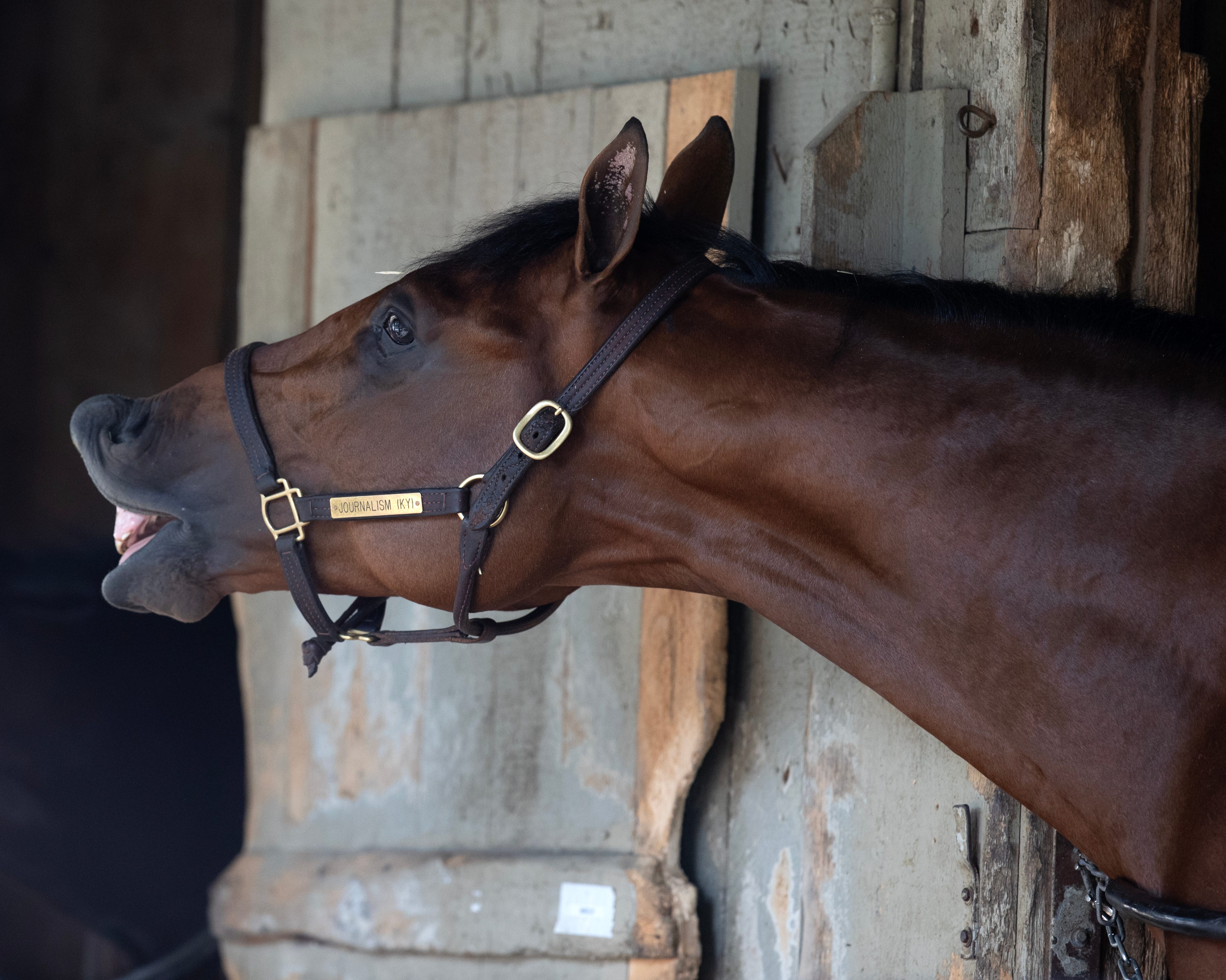 Journalism draws post 2 for Haskell Stakes