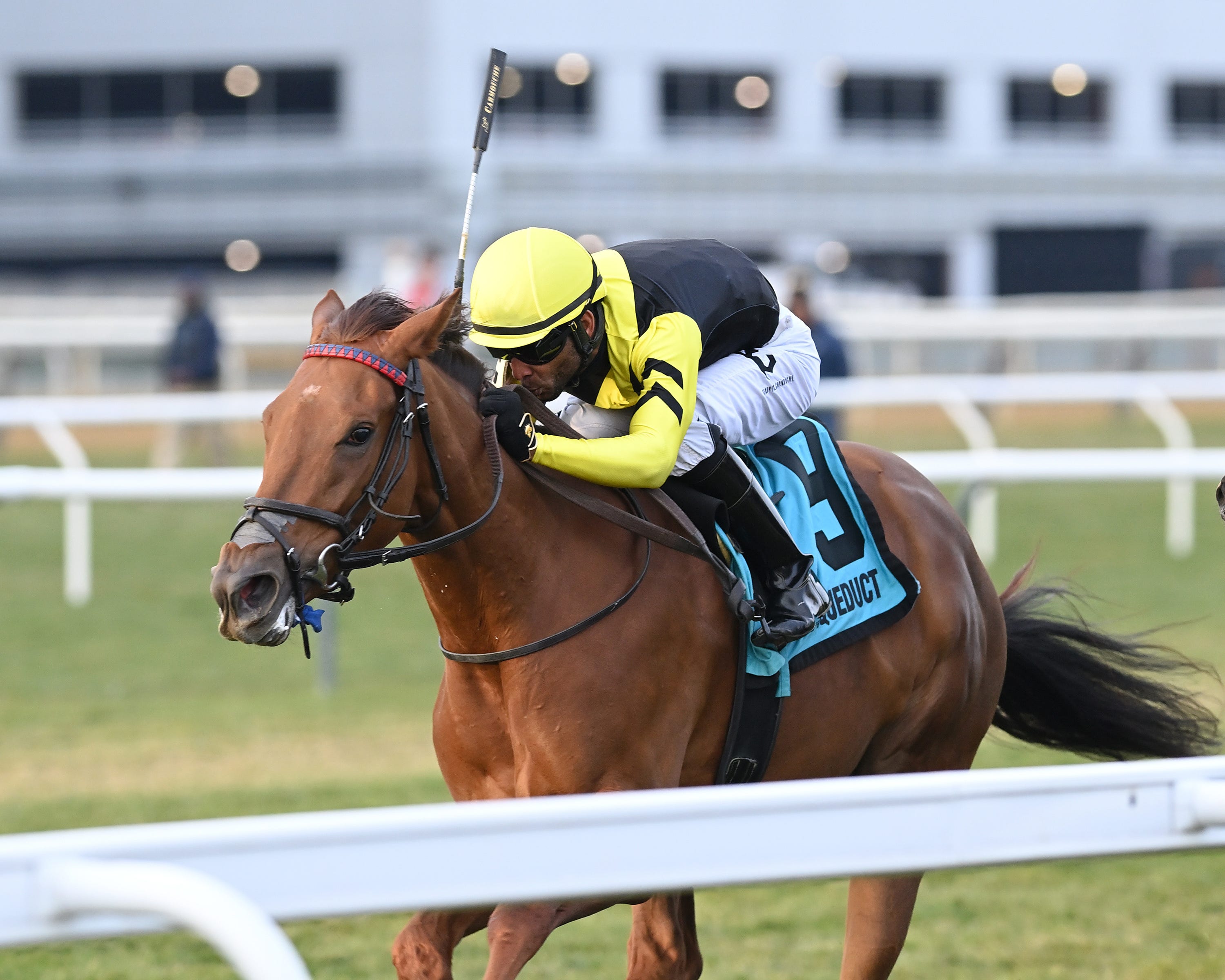 Streaking Laurelin ready to go in Penn Oaks