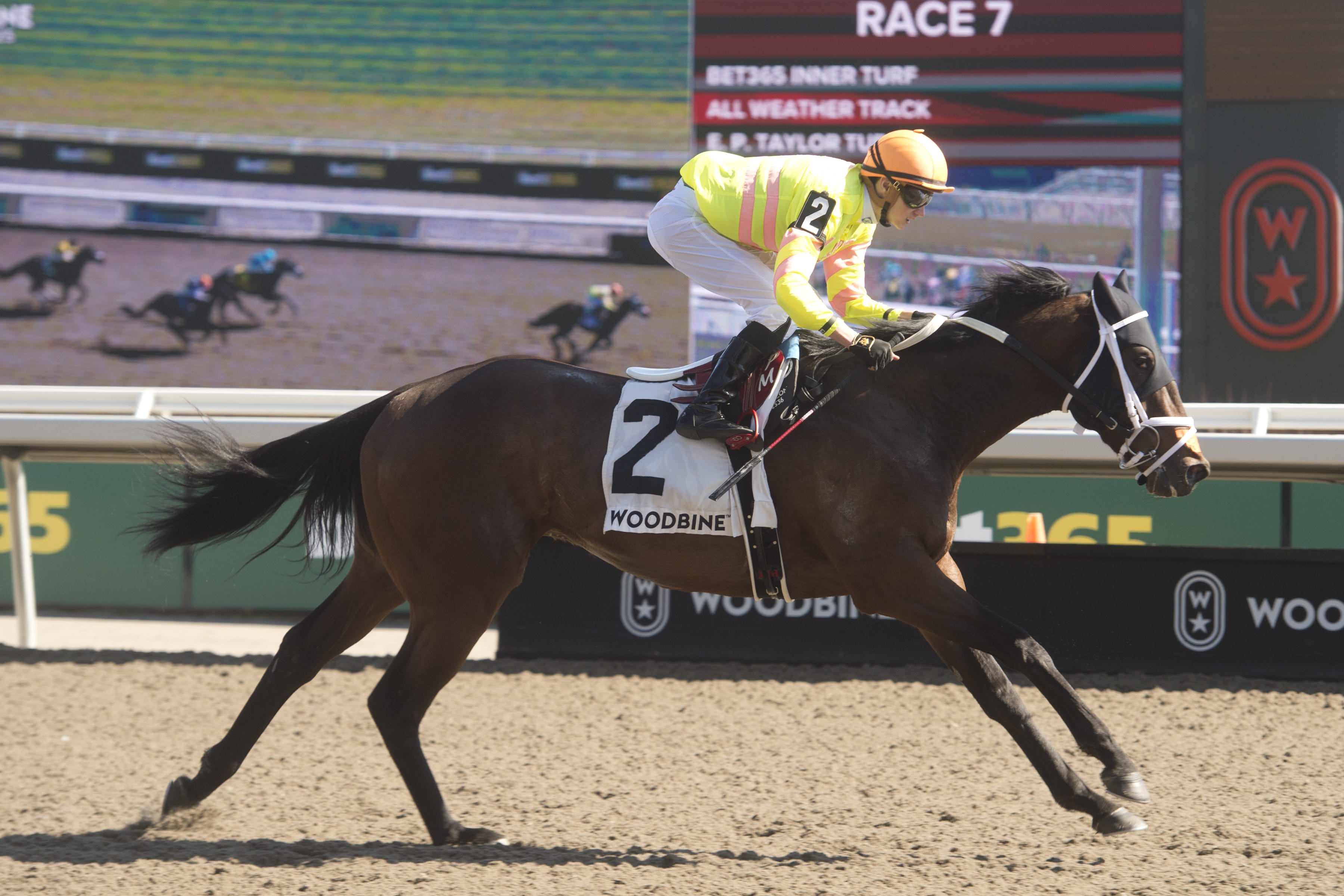 Attard duo begin march toward King's Plate in Queenston