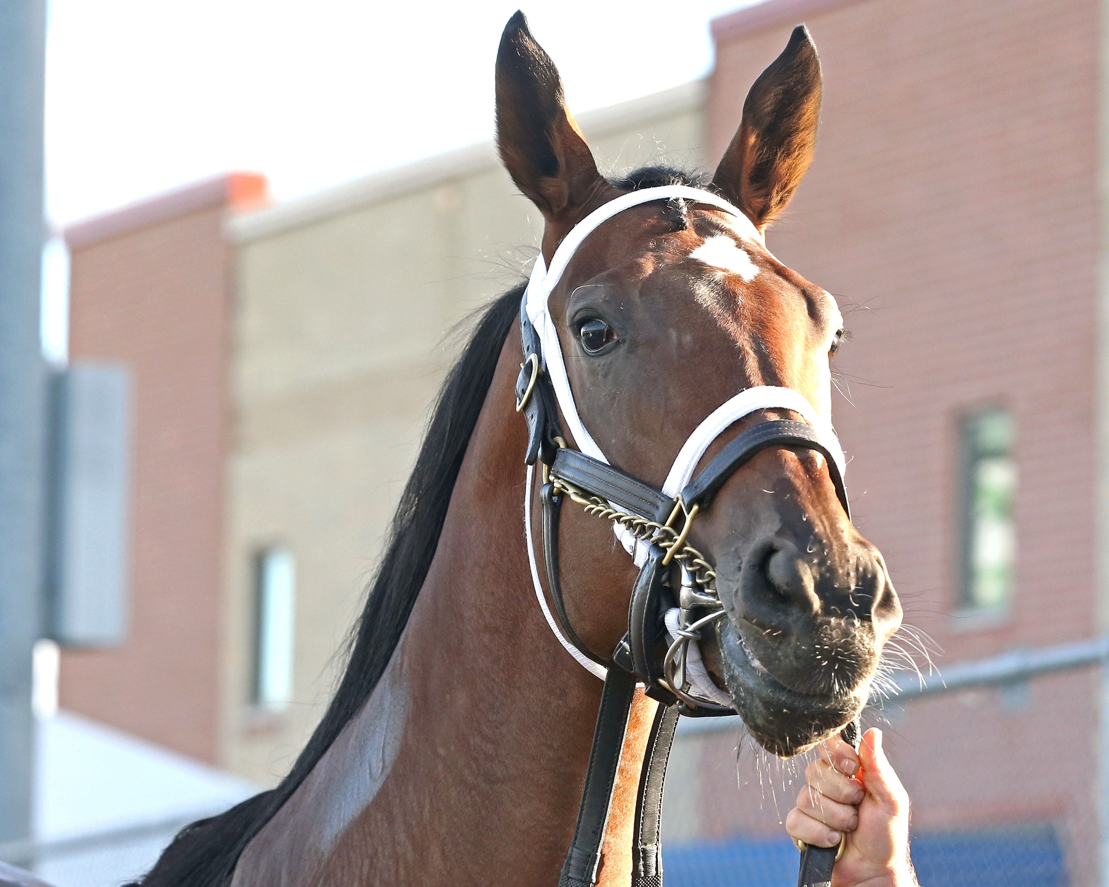 Synthetic-loving Candy Reward has edge in Princess of Sylmar