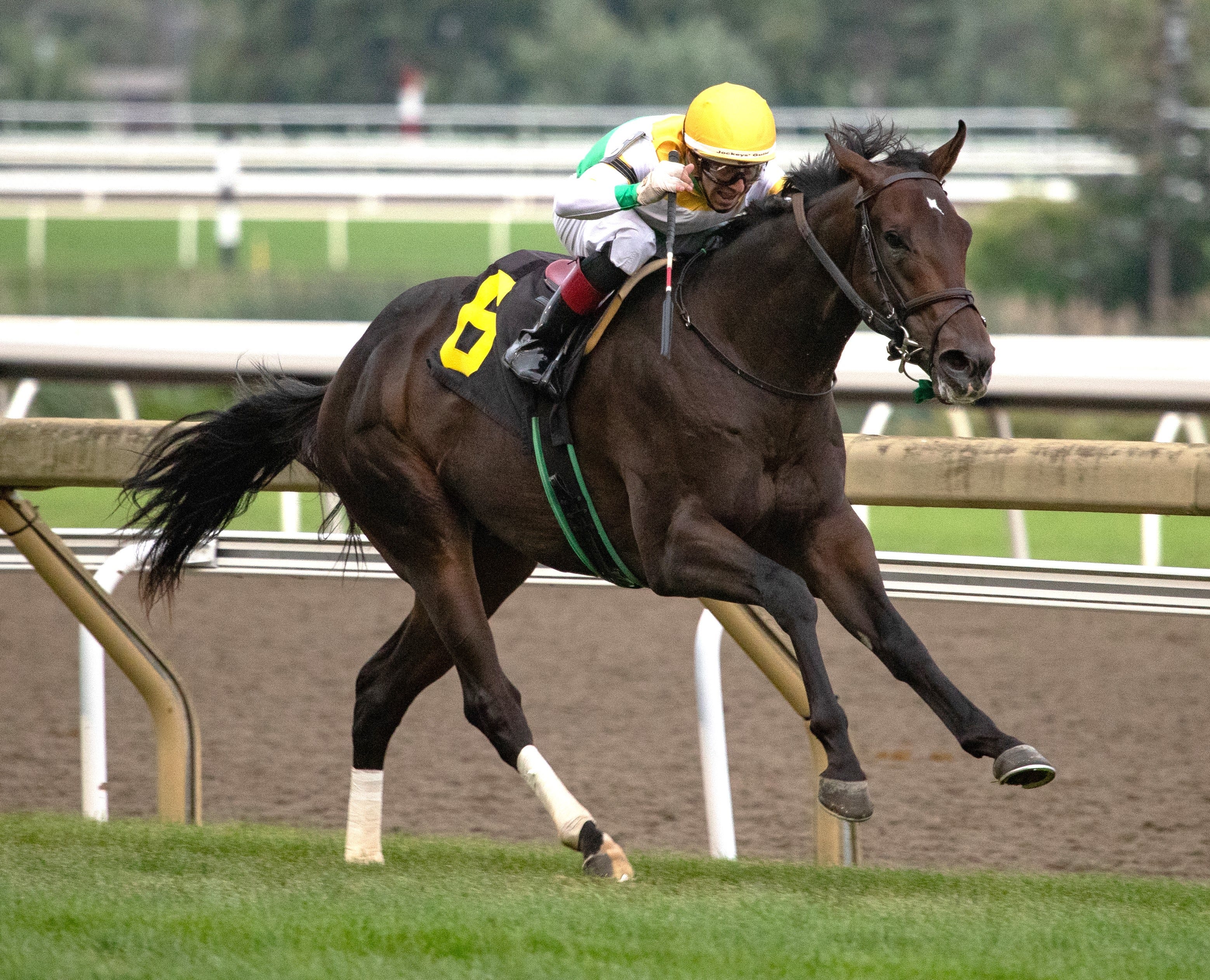 Western Whirl goes for second straight since being gelded