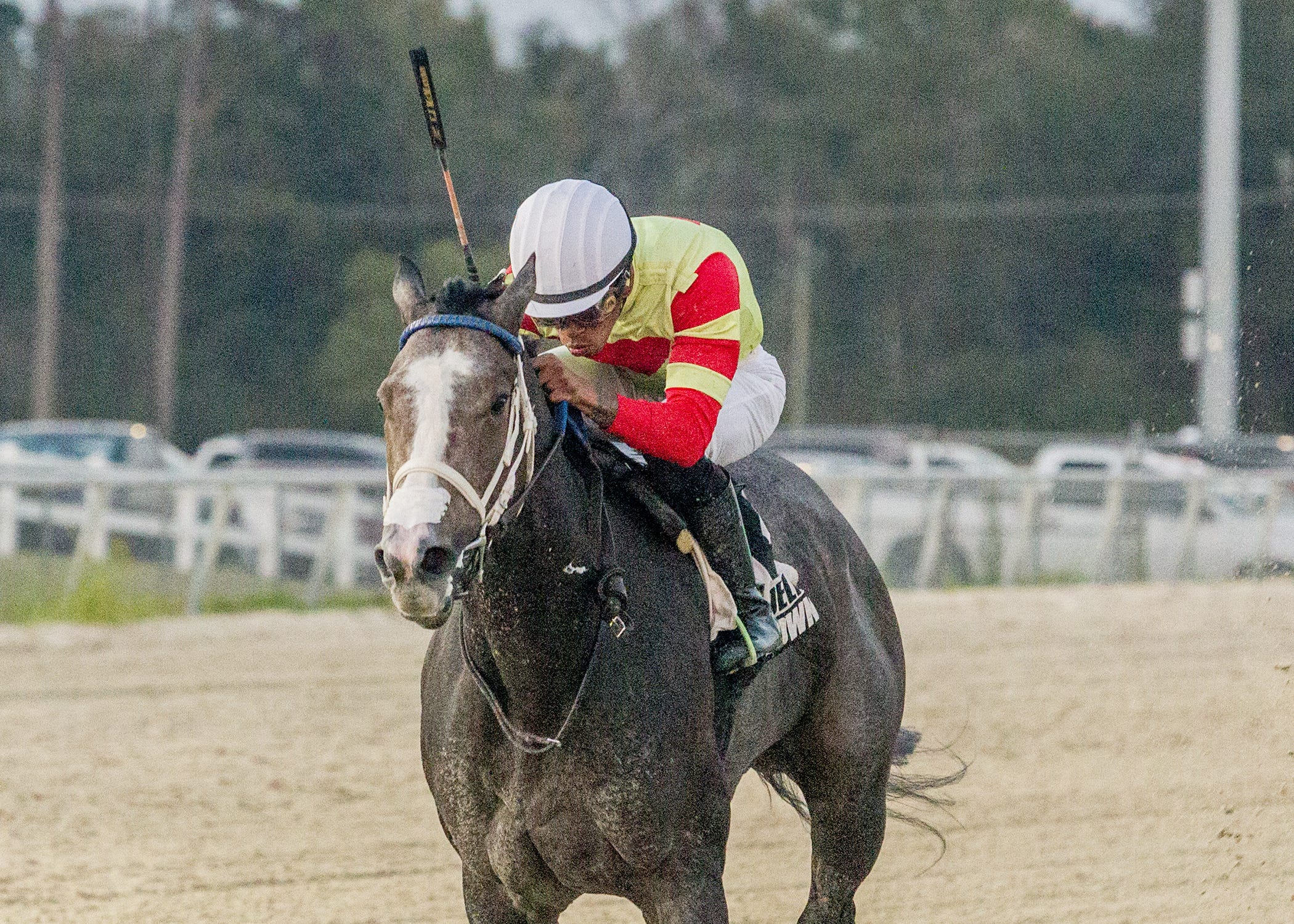 Secret Faith possible for Charles Town Oaks