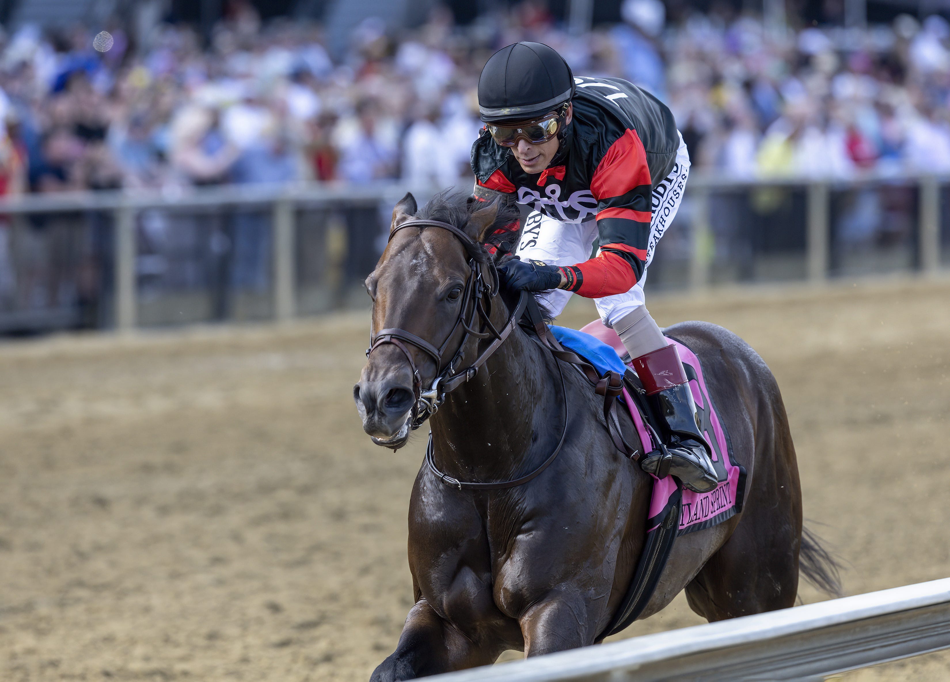 Straight No Chaser progress toward Santa Anita Sprint Championship, BC ...