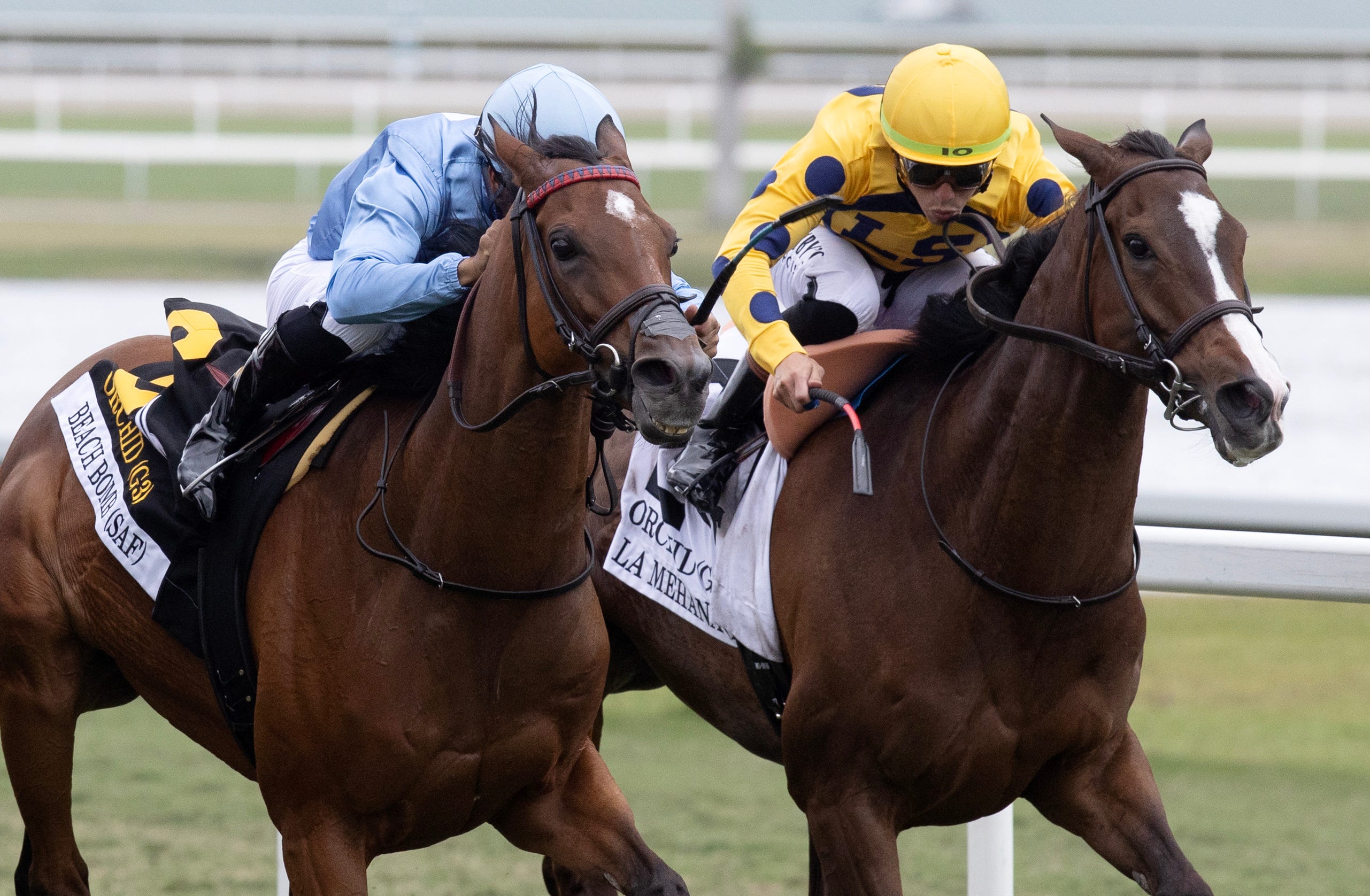 Walsh goes for second stakes win of meet in Ladies Marathon