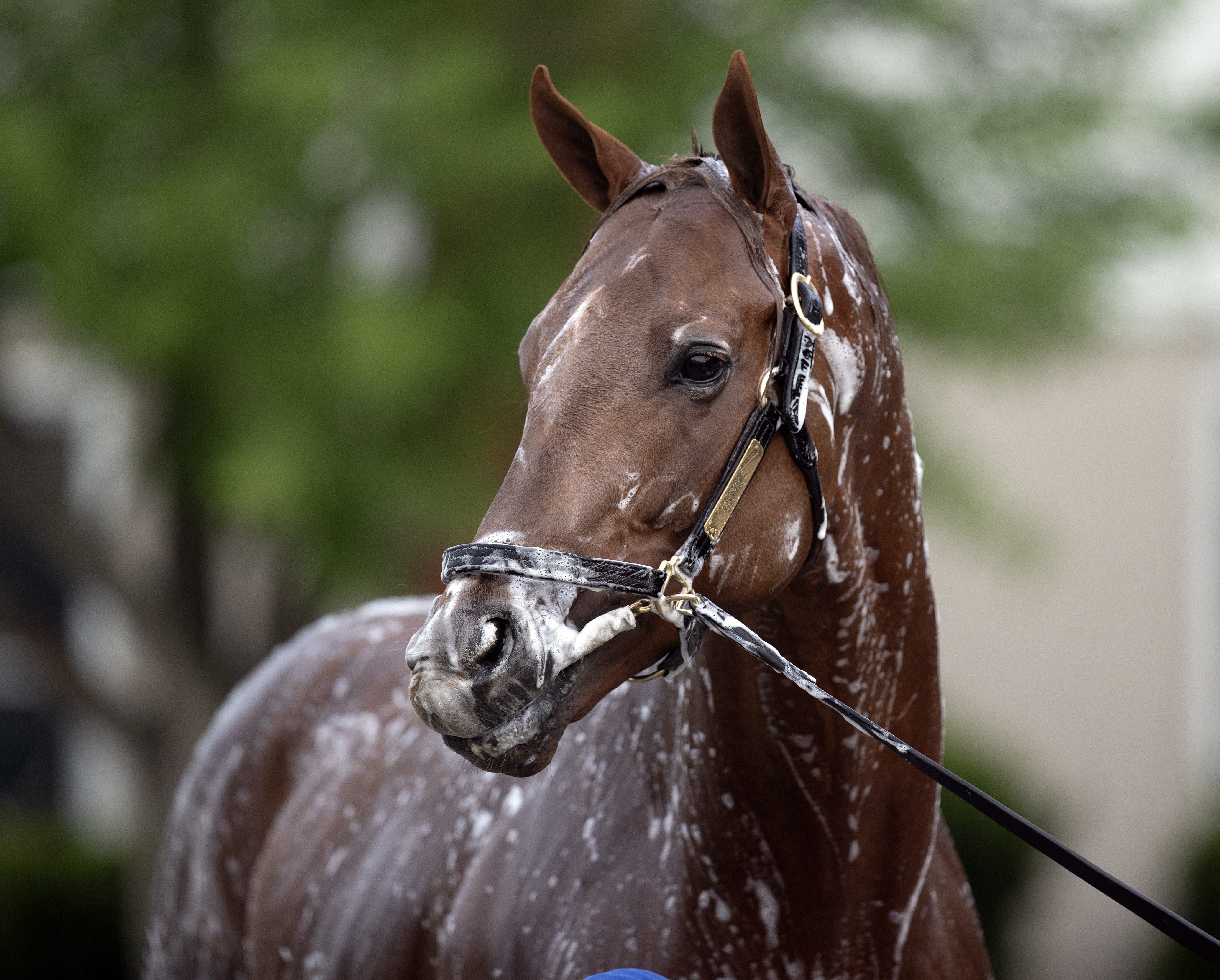 Already a victor at the meet, Lagynos comes back for seconds in Mint Millions