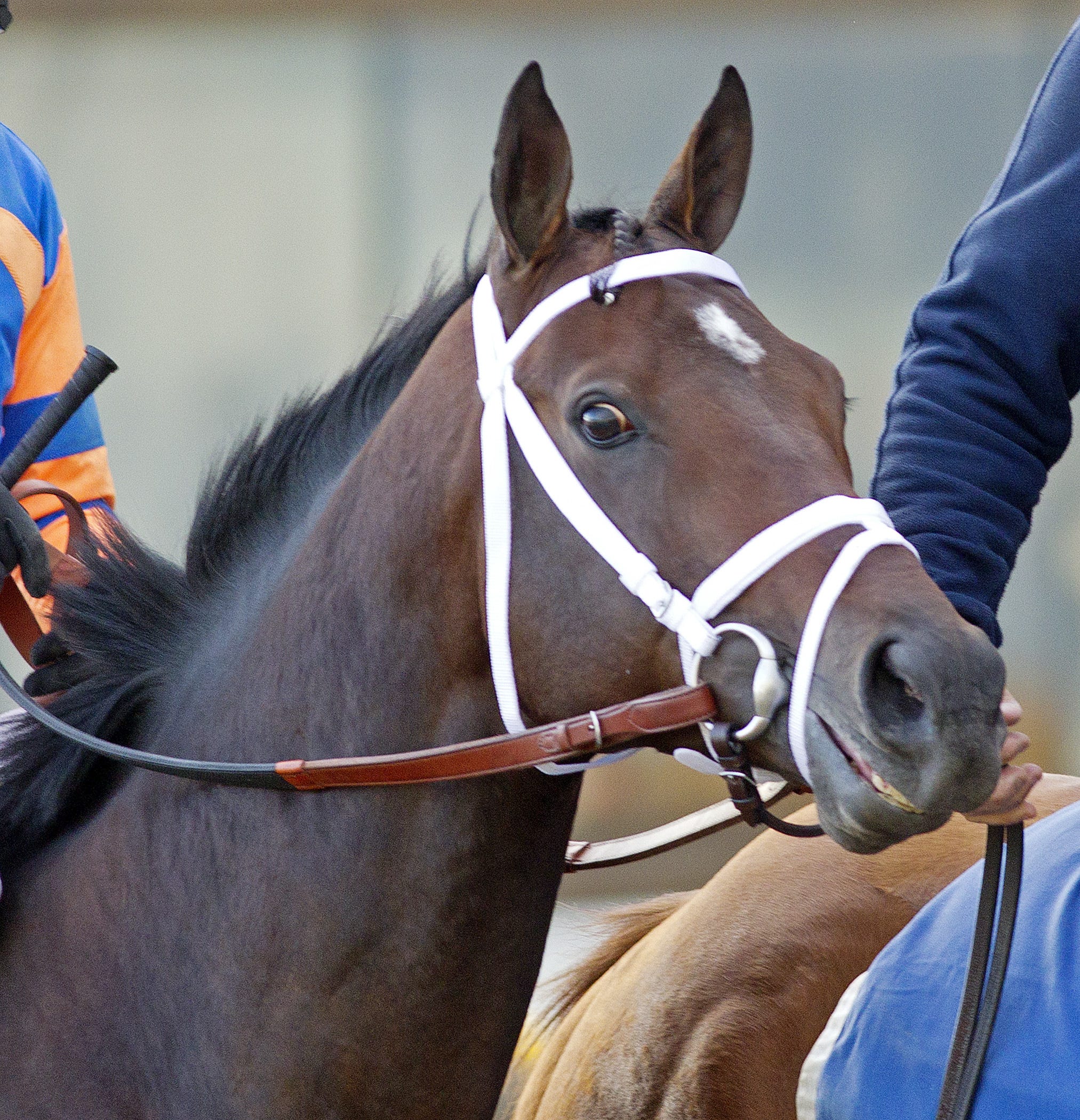 Fasig-Tipton California yearling sale starts Tuesday amid changing ...