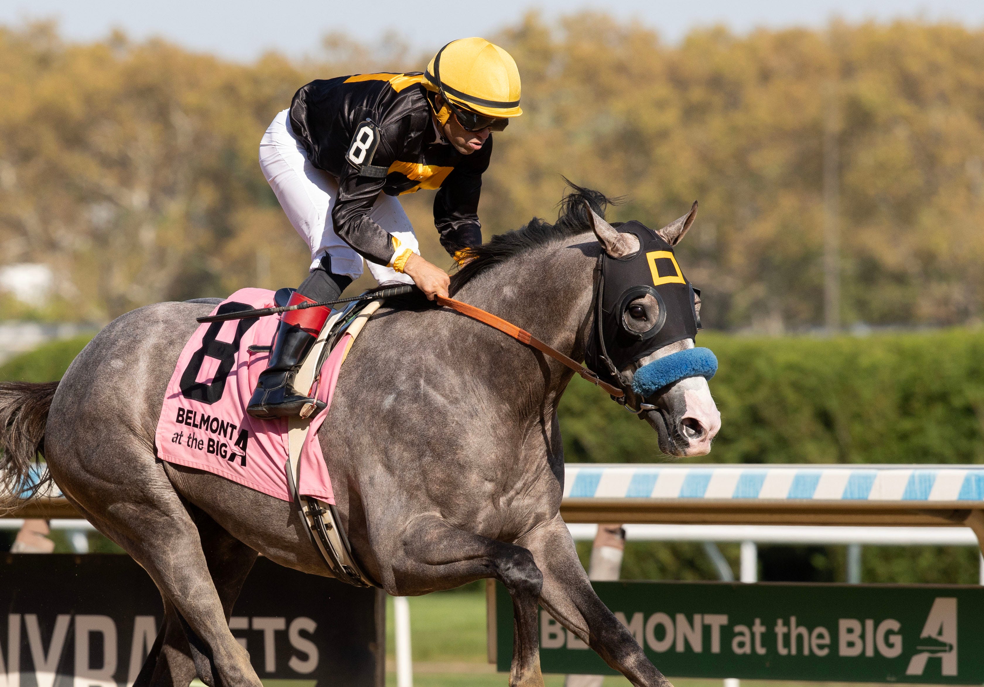 Napoleon Solo turns on speed in Champagne Stakes, gains possible spot ...