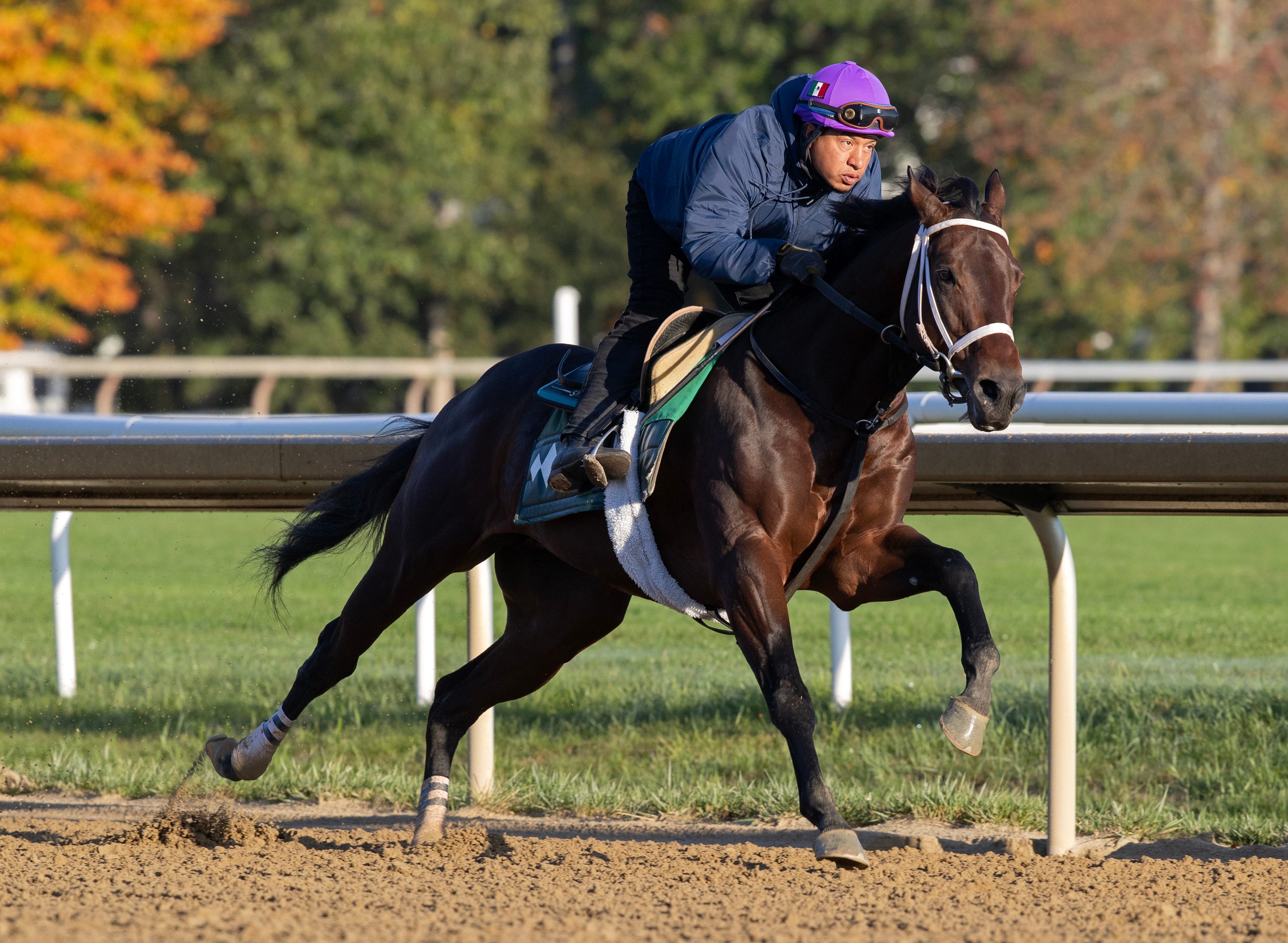 Nutella Fella points to Bold Ruler