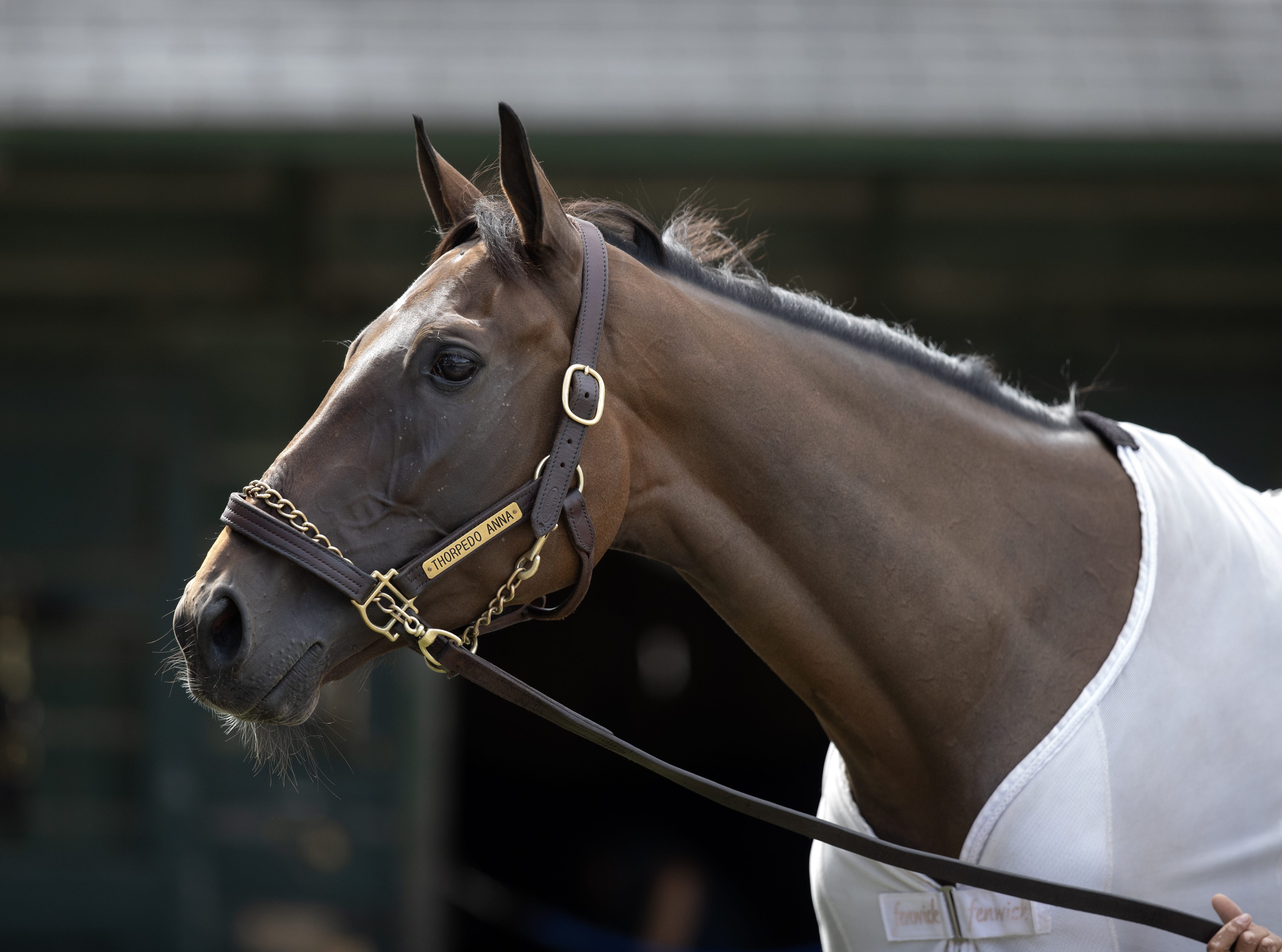 Breeders' Cup Distaff: Thorpedo Anna won't have it so easy