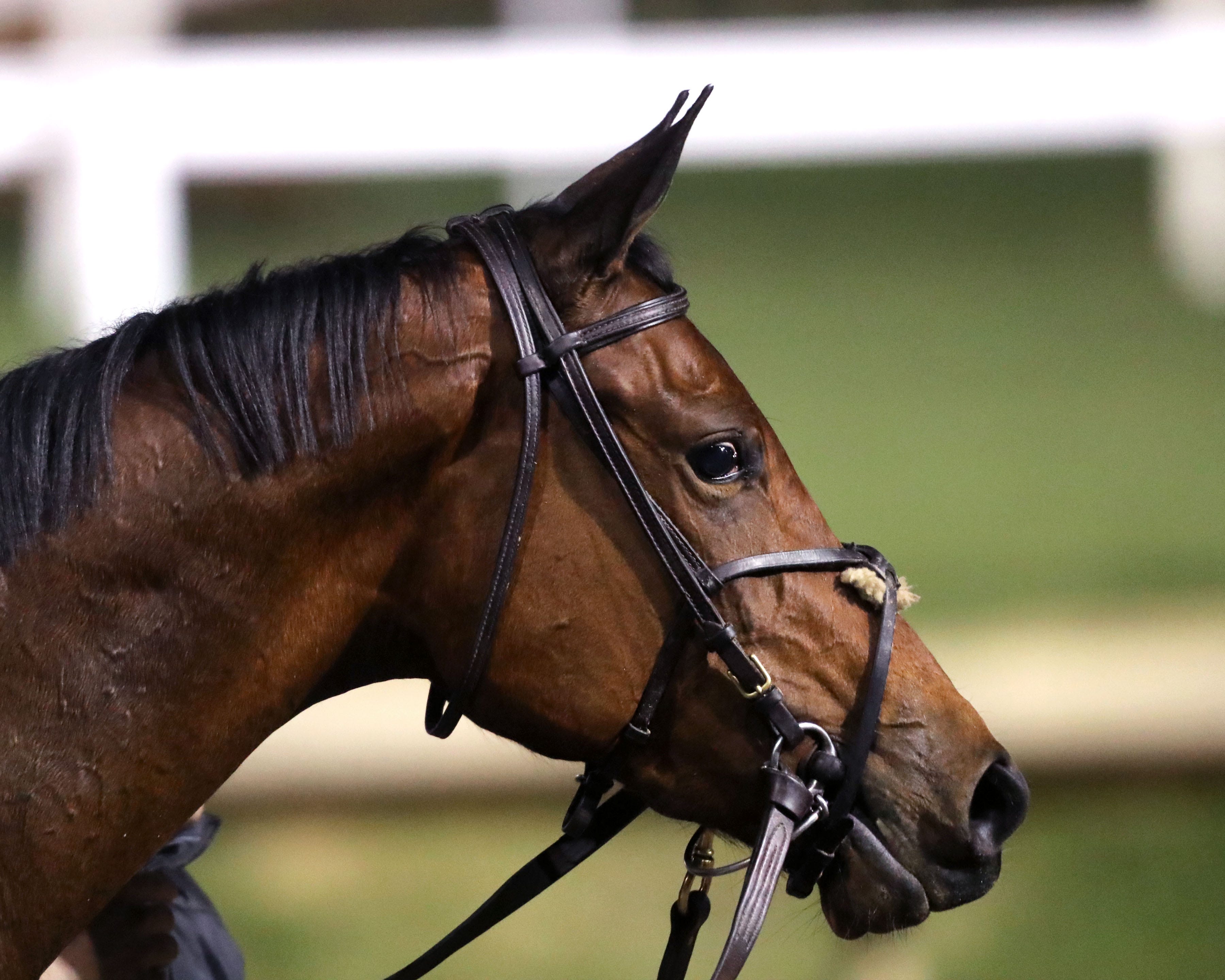Trainer Walsh hitting career highs with two more graded stakes victories