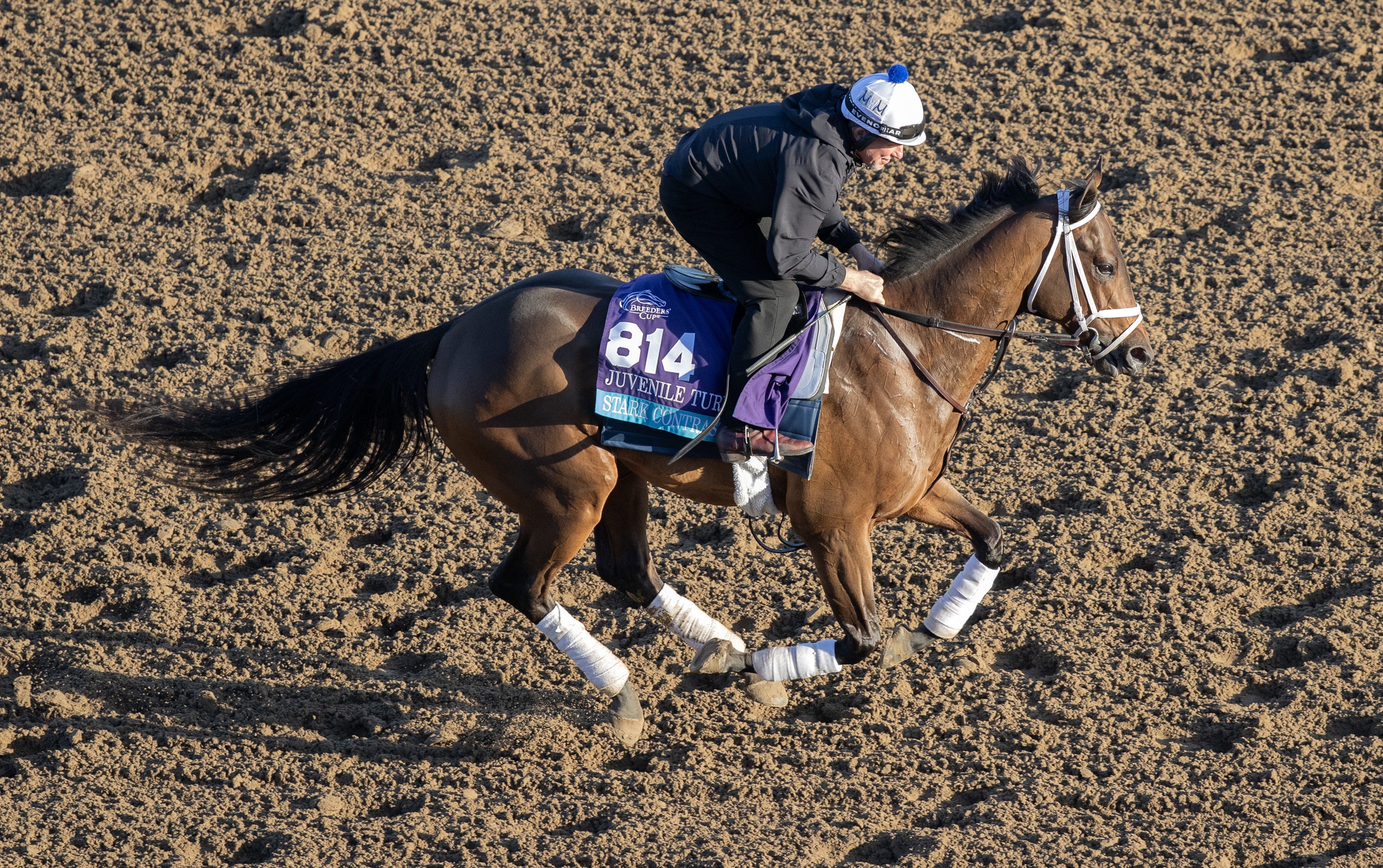 Stark Contrast stands out in Eddie Logan Stakes