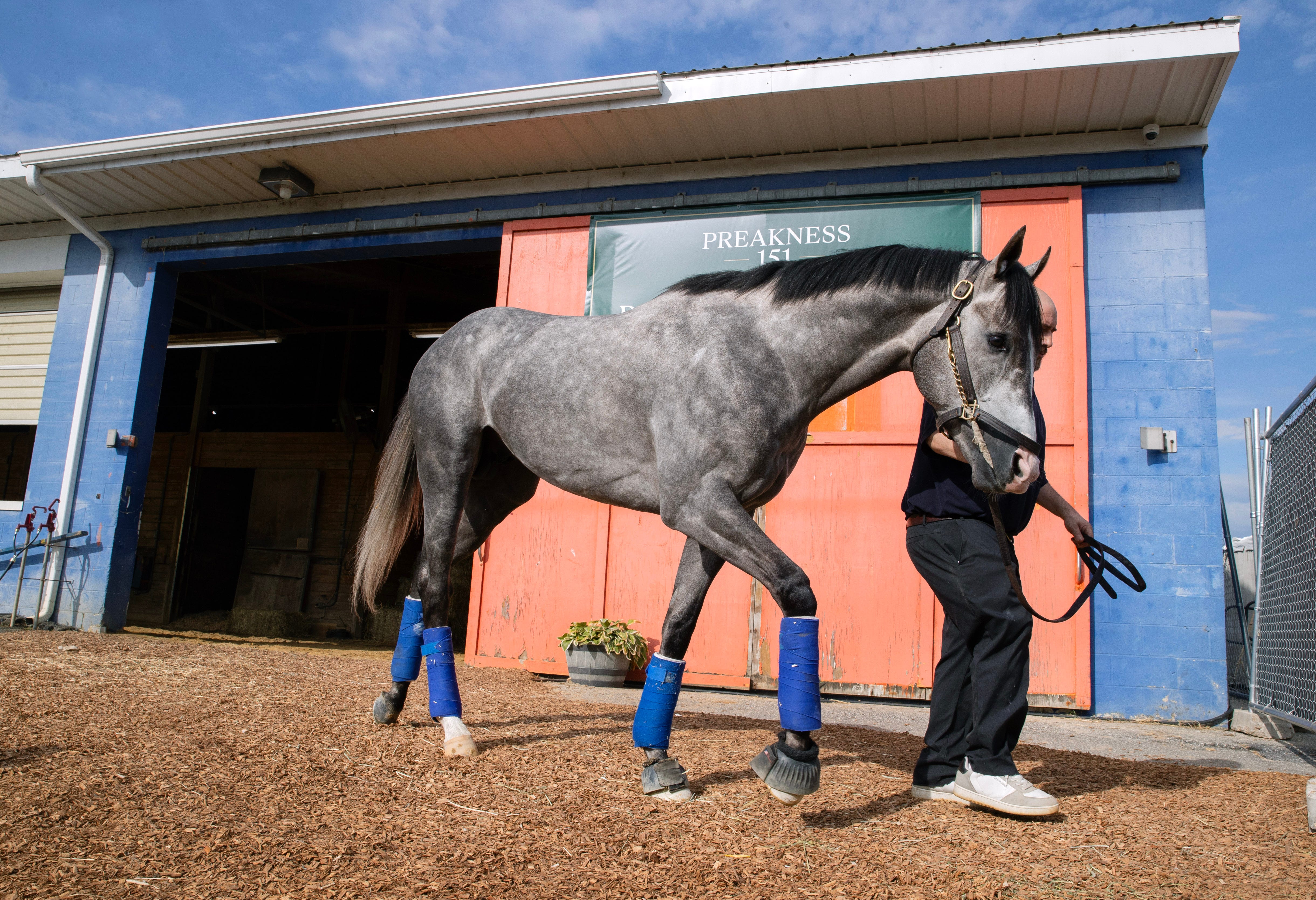 Preakness winner Napoleon Solo, runner-up Iron Honor likely to meet ...