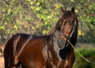 Longtime Claiborne stallion Flatter euthanized at age 23