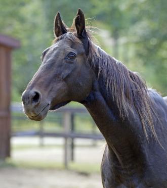 Zippy Chippy, Thoroughbred racing's loveable loser, dies at 31