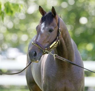 Oxbow will not race again in 2013