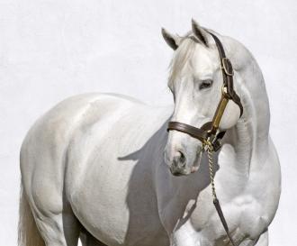 Tapit breaks his own single-season record for progeny earnings