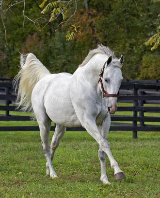 Unbridled's Song a game changer | Daily Racing Form