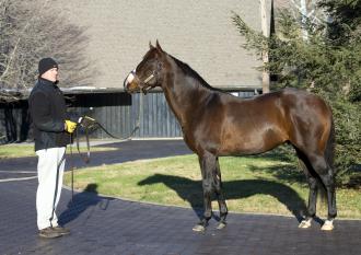 War Front - Thoroughbred Horse Racing and Breeding Forums