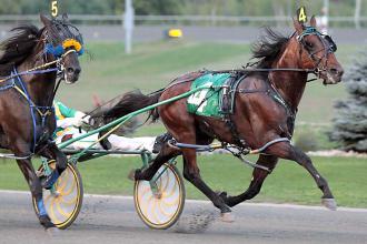 Harness Racing: Captaintreacherous is named Pacer of the Year