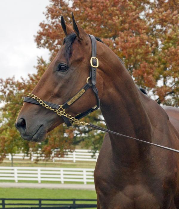 American Pharoah won't shuttle to Australia
