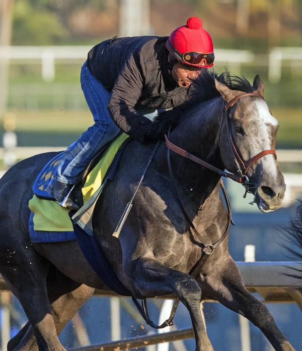 Arrogate stretches his legs in Dubai