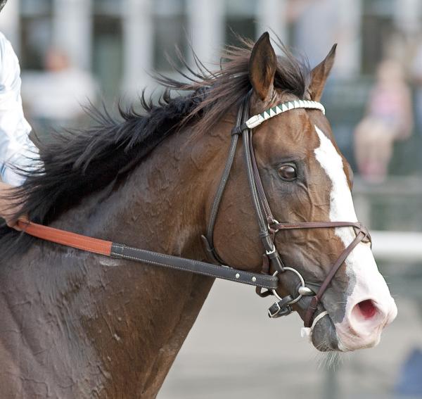 Hollywood Park: Courageous Cat back on short rest for Shoemaker Mile