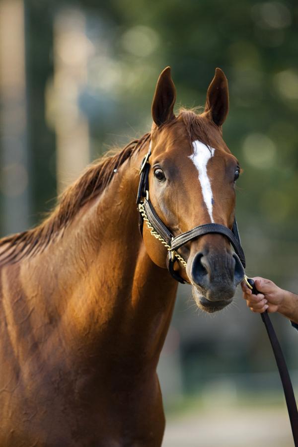 Hall of Fame: Curlin at the top of his class once again