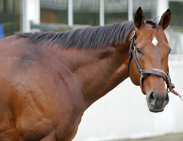 Sire Ghostzapper left his mark on Kentucky Derby