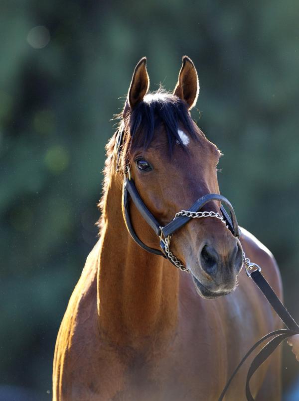 Four-time Grade 1 winner Little Mike retired to Old Friends