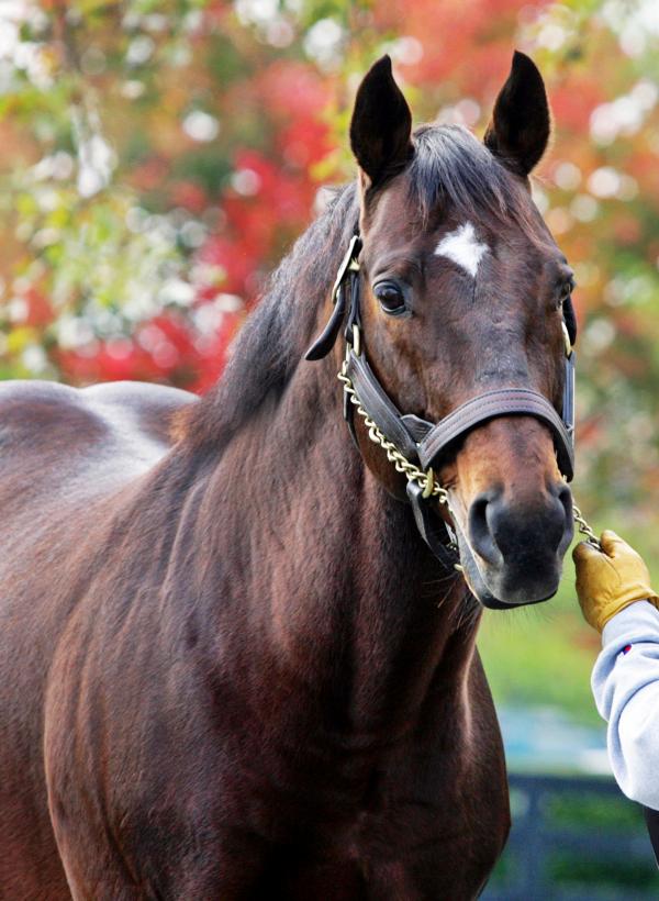 Perennial leading sire Smart Strike dead