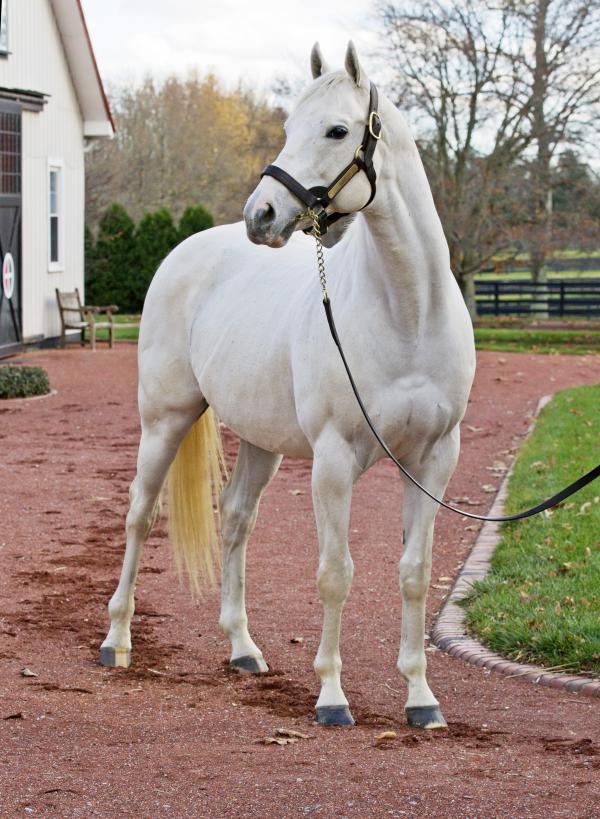 Leading sires of 2016: Tapit continues to raise the bar