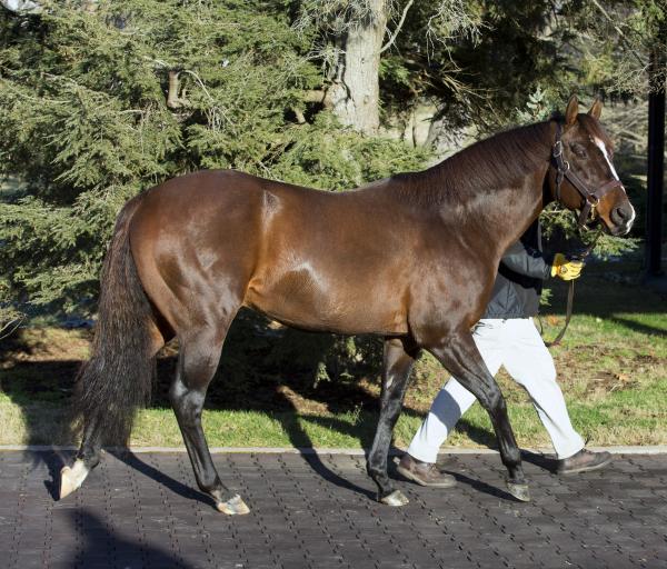 Beyer Sire Performance Standings: War Front shines among U.S. turf sires