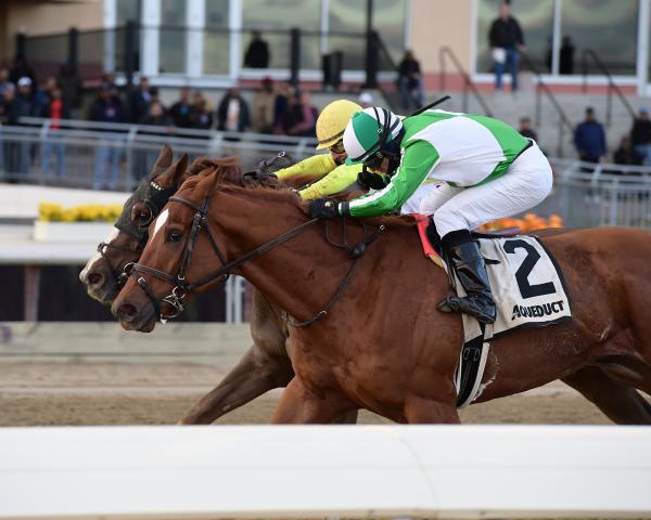 Mr. Buff by a nose in Alex M. Robb Stakes