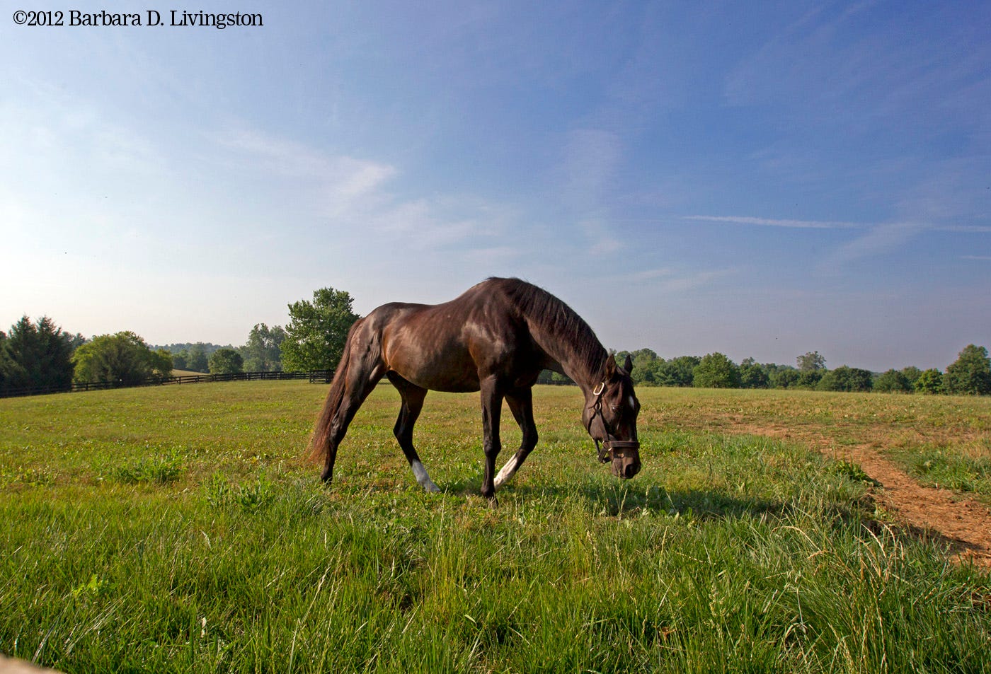 Storm Cat: A Living Legend