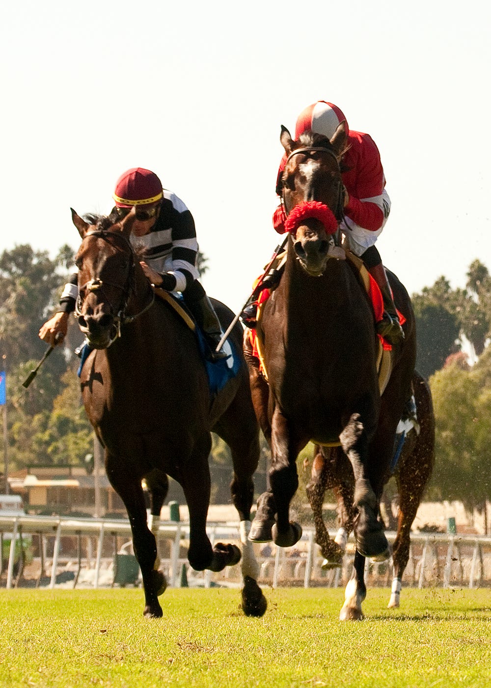 Acclamation's team faces Cup choice