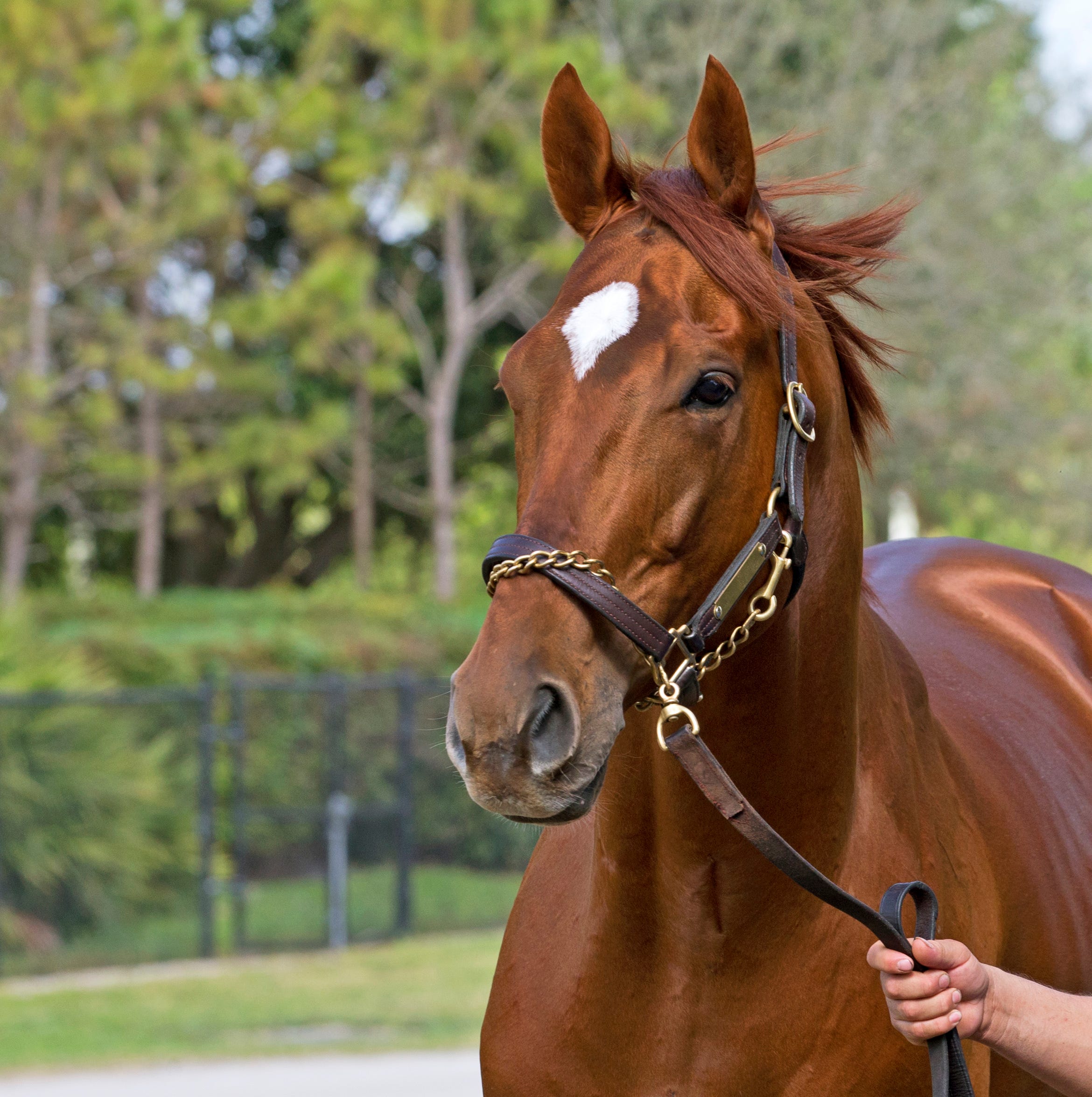 Dubai: Animal Kingdom leads U.S. team out to end World Cup futility