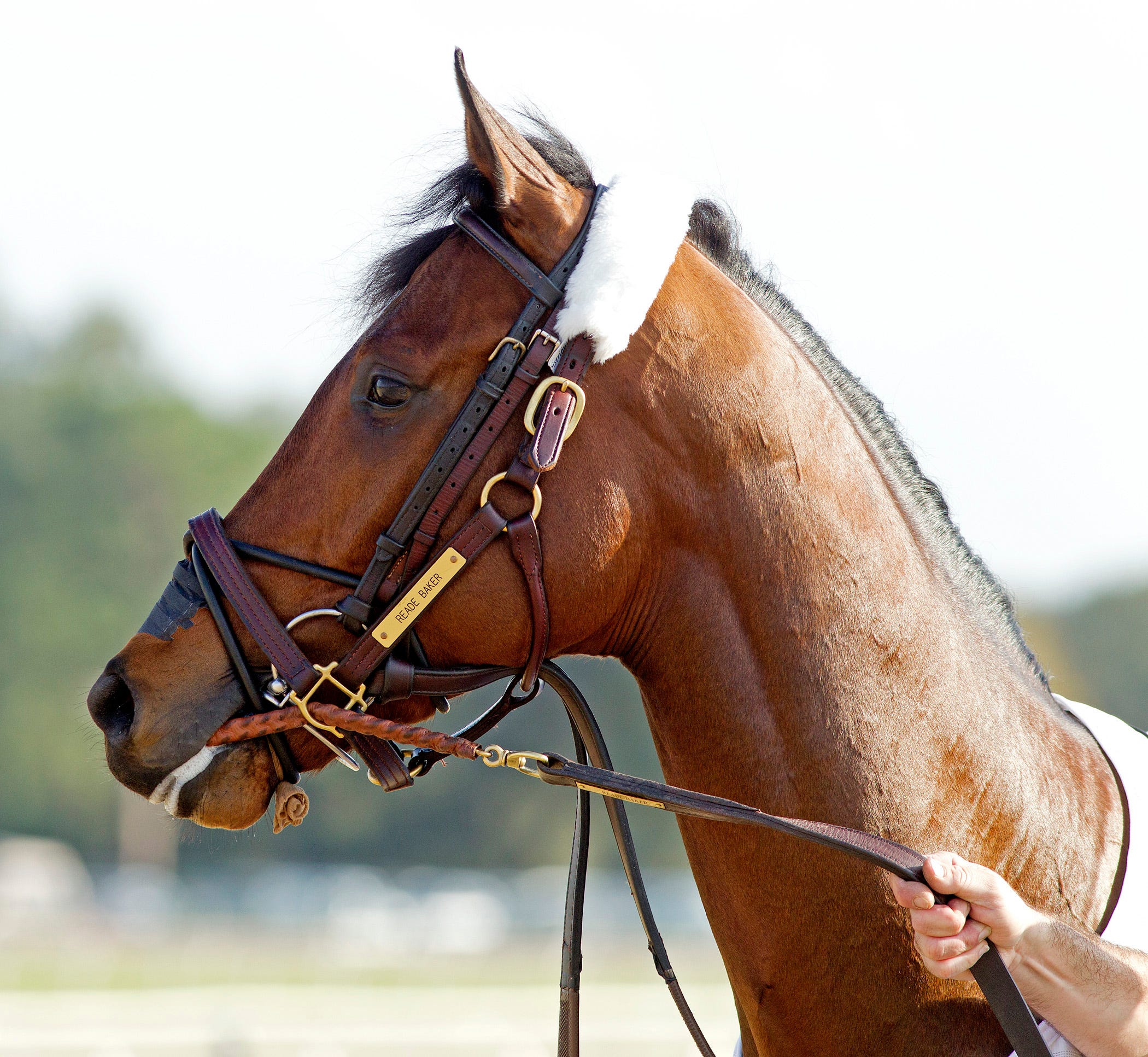 Asserting Bear done for year